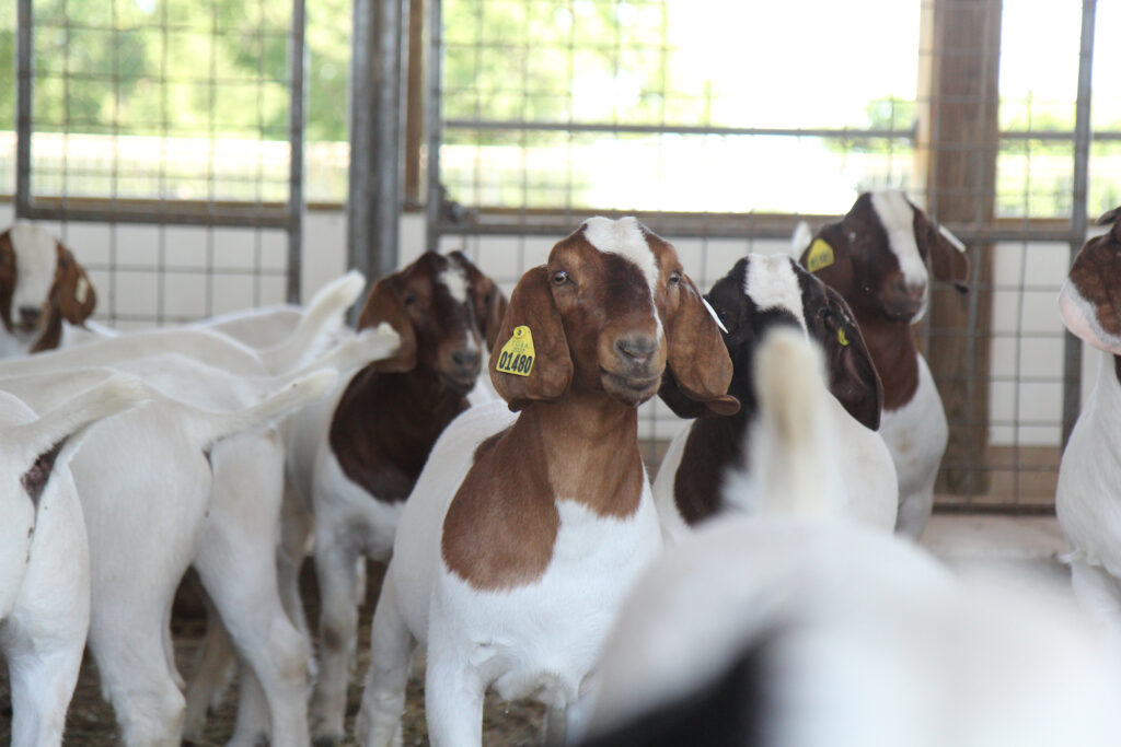 Small Ruminants Research - Department of Animal Science