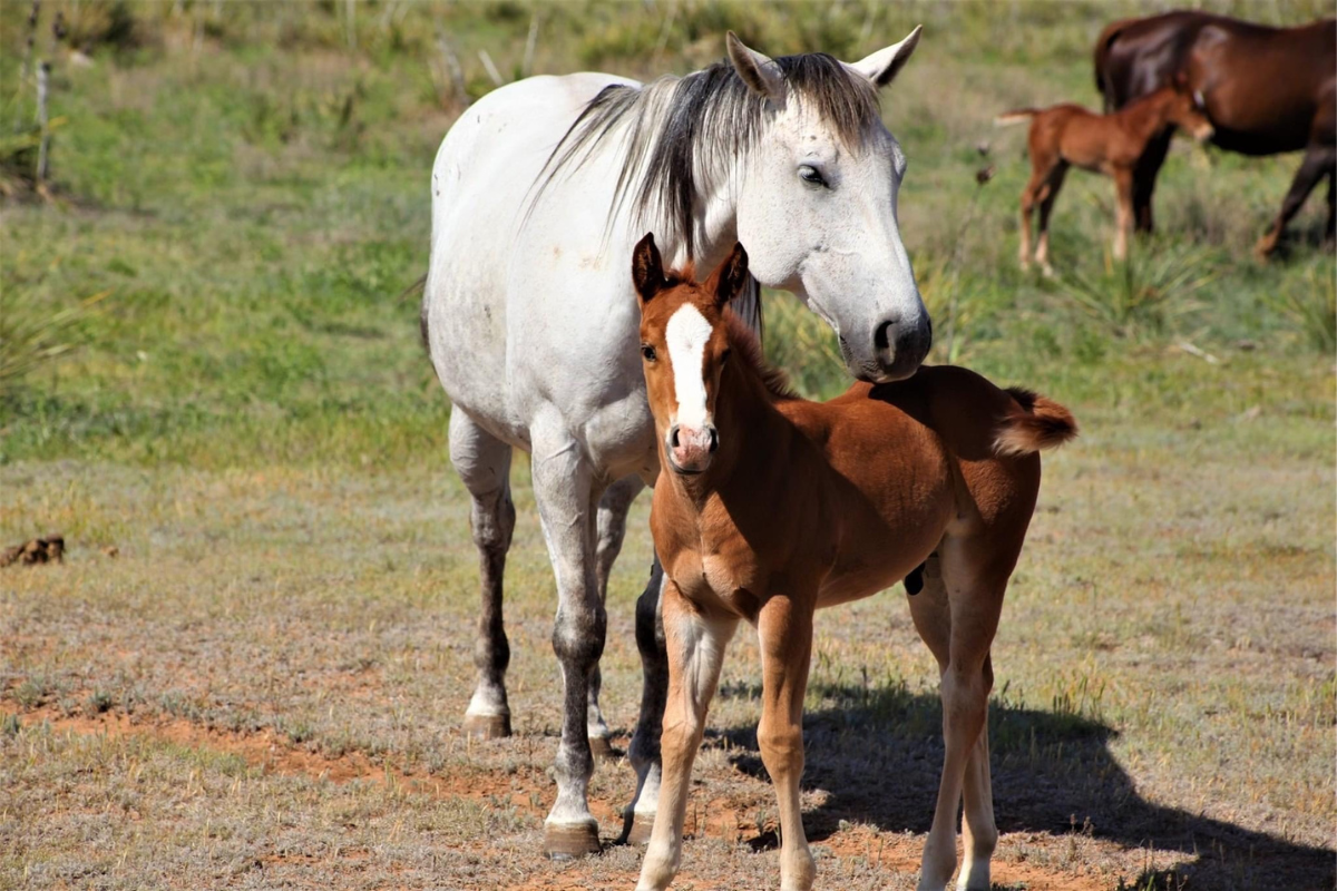 Online Equine Courses - Department of Animal Science